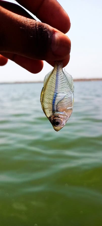 Poisson transparent photo stock. Image du transparence - 257893270