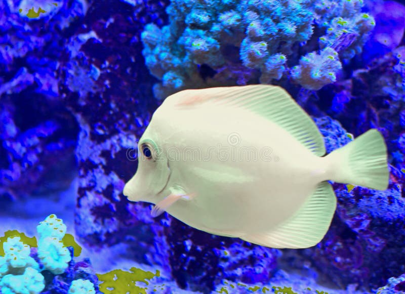 Natation Tropicale Jaune De Poissons En Mer Chaude Photo stock - Image ...