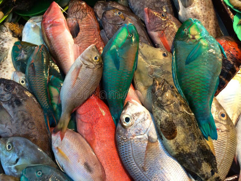 Poissonnerie, Alona Beach, Panglao Philippines Image stock - Image du ...