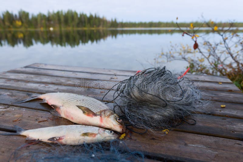 Poissons à Chair Blanche Et Dock Image stock - Image du frais, quai ...