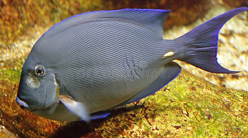 Poissons De Chirurgien Et Corail De La Mer Rouge Image stock - Image du ...