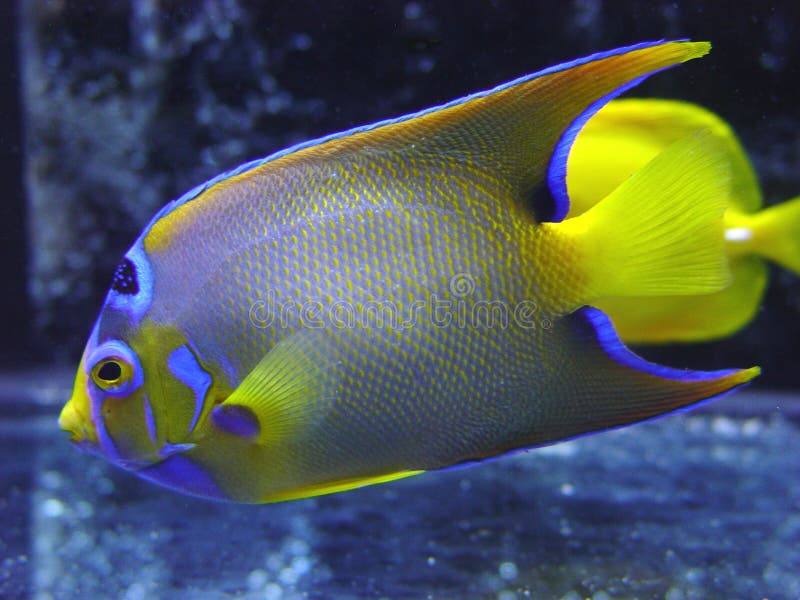 Poissons 3 De Chirurgien De La Mer Rouge Image stock - Image du rayé ...