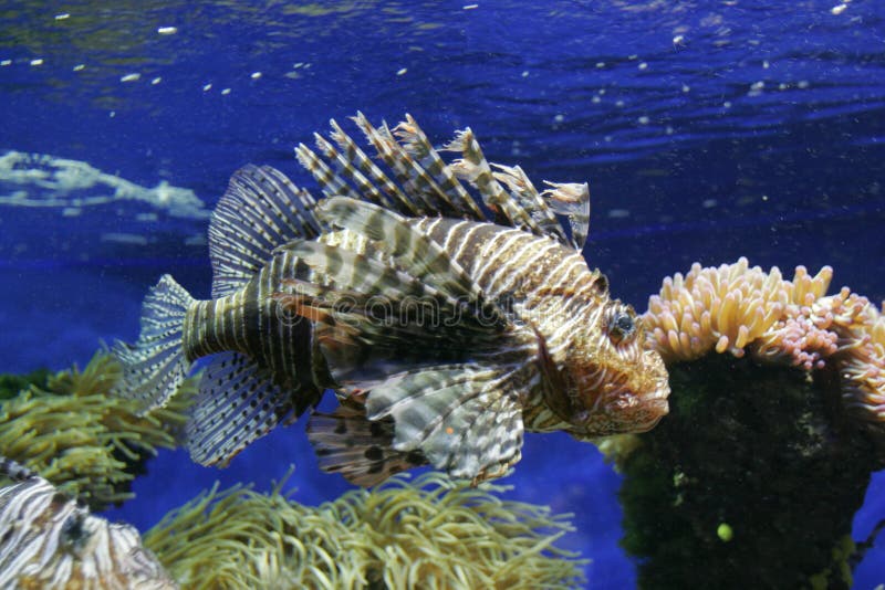 Poissons exotiques image stock. Image du faune, bain, animal - 5914693