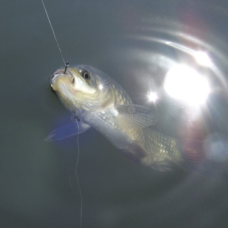 Poissons image stock. Image du fleuve, meilleur, respirez - 3408441