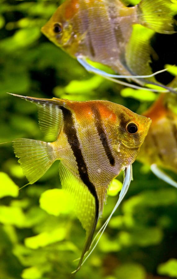 Ligne Grandeur Scalaire De Poissons Photo stock - Image du scalaire ...