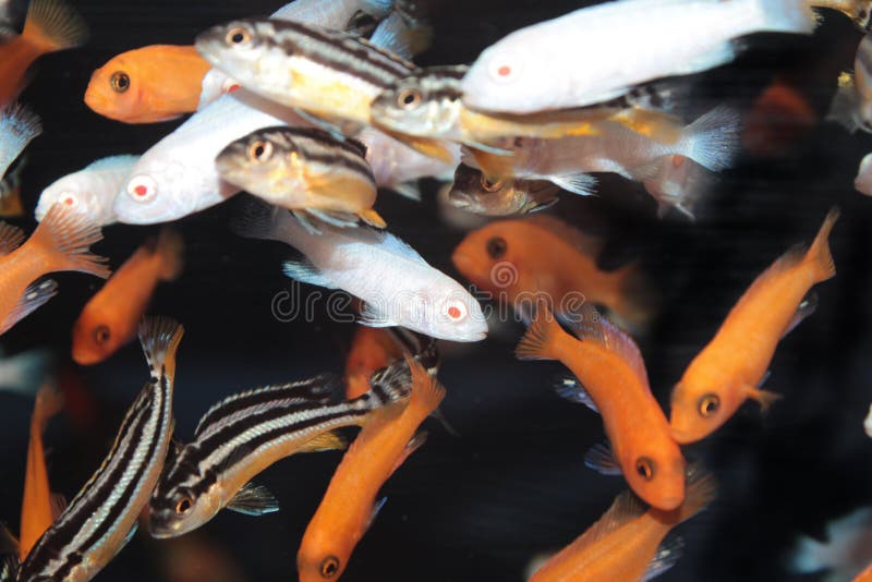 Poissons Africains D'aquarium De Cichlids Image stock - Image du malawi ...