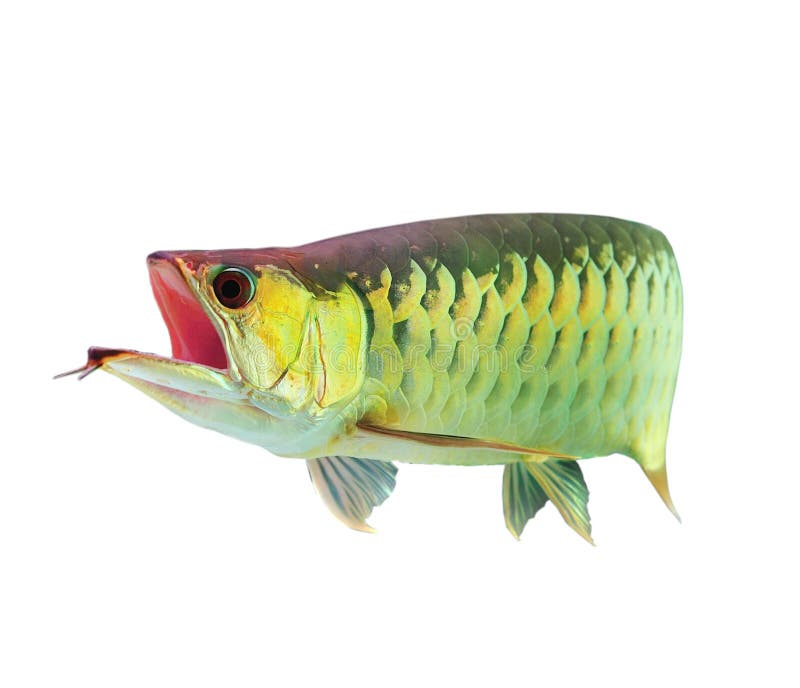 Poissons D'arowana Dans Un Aquarium En Verre. Animal Aquatique Image ...