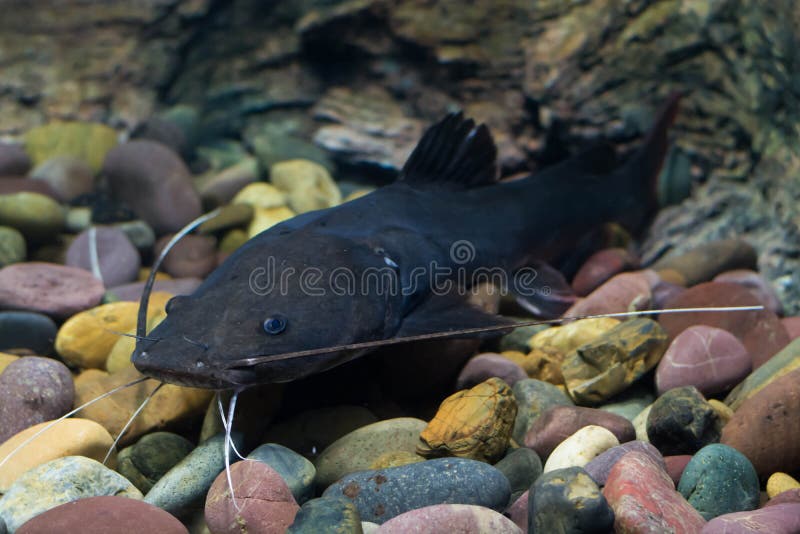 Poissons Asiatiques De Poisson-chat De Redtail Image stock - Image du ...