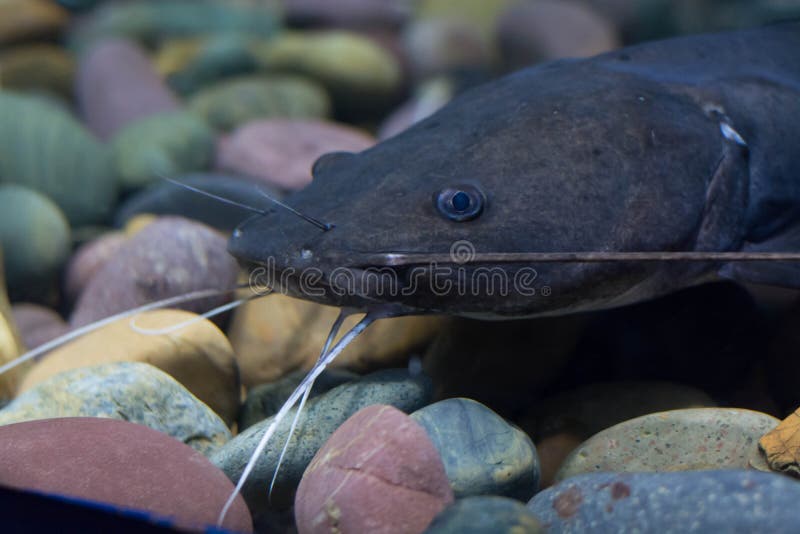 Poissons Asiatiques De Poisson-chat De Redtail Image stock - Image du ...