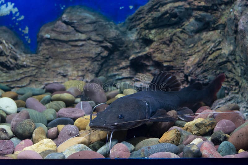 Poissons Asiatiques De Poisson-chat De Redtail Image stock - Image du ...