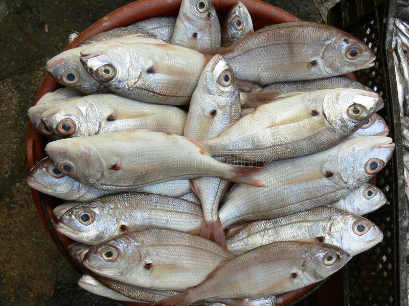 Poissons du Maroc photo stock. Image du animaux, serré - 10283608