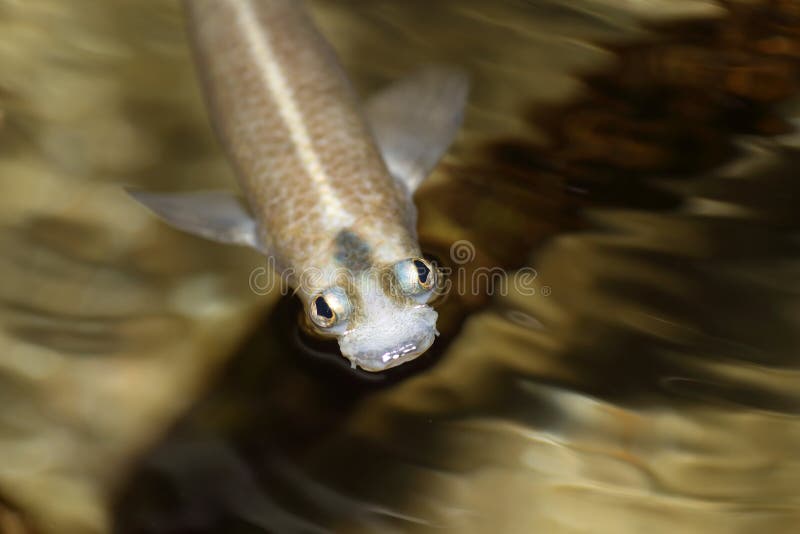 Les Anableps Aux Yeux Quatre D'Anableps De Poissons Photo stock - Image ...