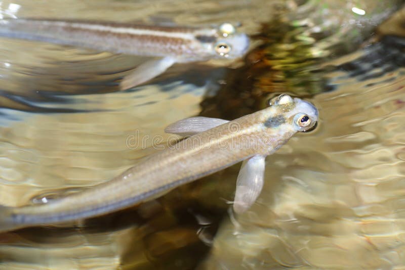 Les Anableps Aux Yeux Quatre D'Anableps De Poissons Photo stock - Image ...