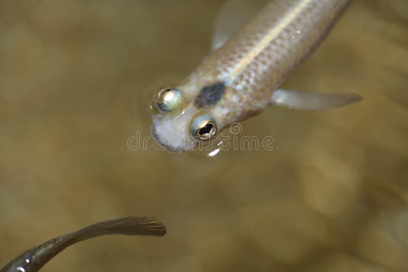 Poissons aux yeux quatre image stock. Image du normal - 91094283