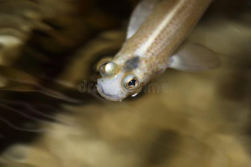 Poissons aux yeux quatre image stock. Image du normal - 91094283