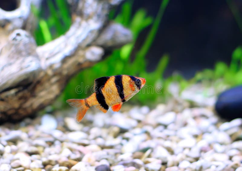 Poissons-Barbus Simples De Quarium. Photo stock - Image du exotique ...