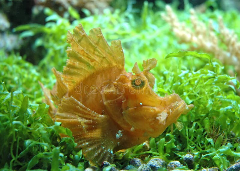 Poissons bizarres image stock. Image du natation, menacez - 21145897