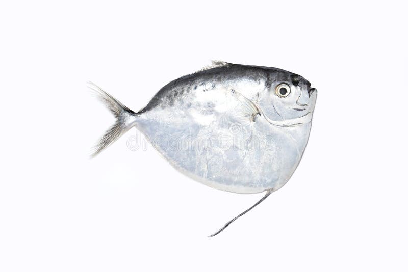 Poissons de castagnoles image stock. Image du blanc, poissons - 33263715