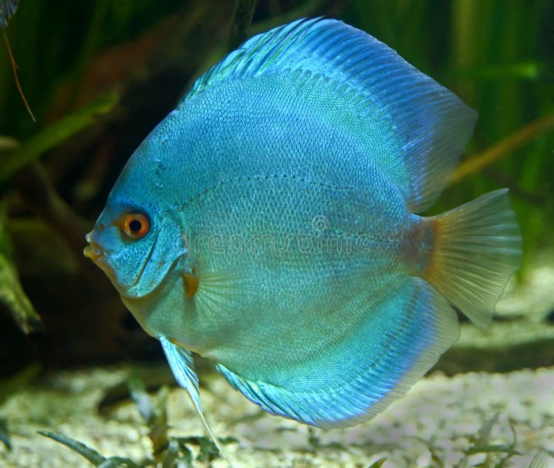 Poissons bleus 1 de disque photo stock. Image du froid - 25627984
