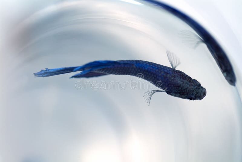 Poissons bleus photo stock. Image du amuser, évasion, liquide - 1729640