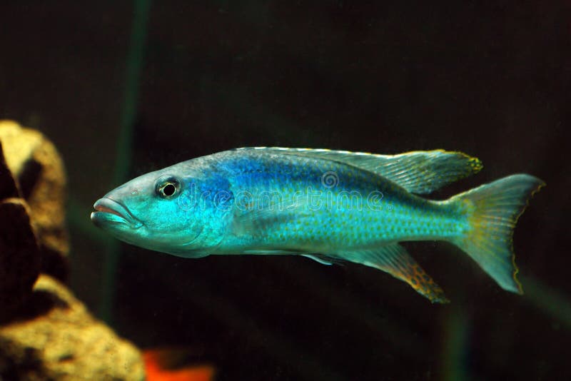 Poissons bleus photo stock. Image du aquarium, bleu, ailette - 5738294