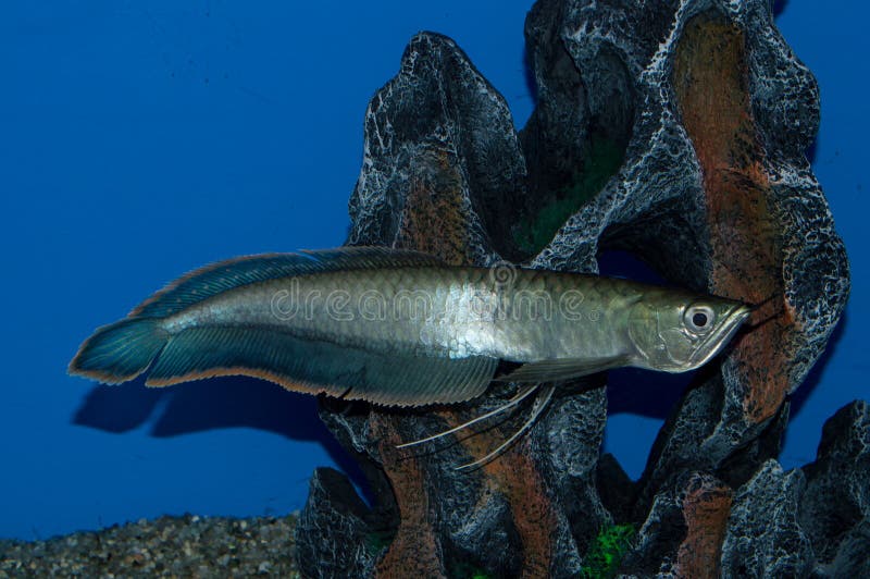 L'arowana image stock. Image du arowana - 44566873