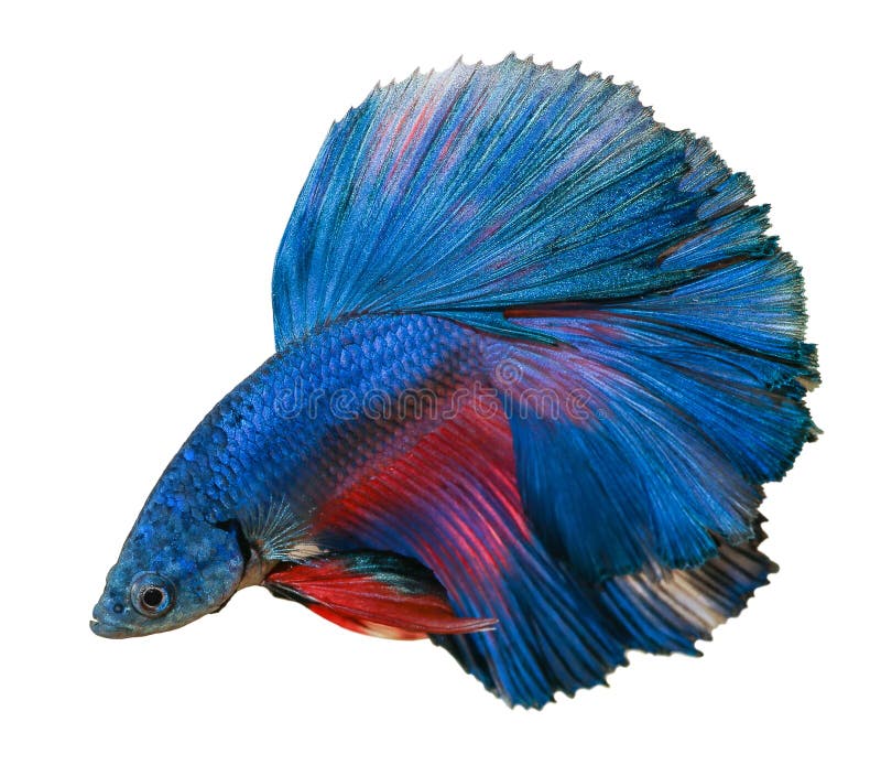 Le Verseau Bleu De Poissons De Betta Nage Dans L'eau D'aquarium Image ...