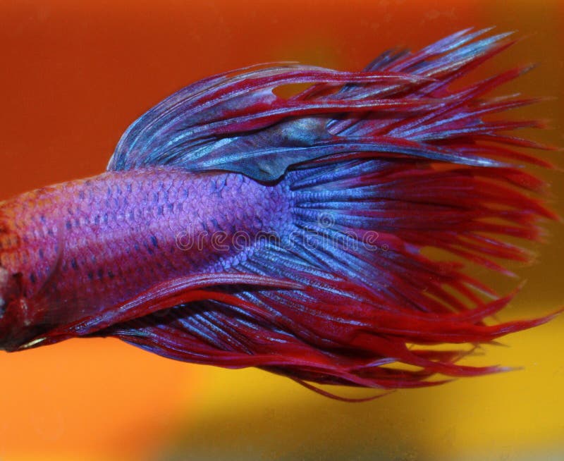 Poissons Bleus Et Rouges De Betta Image stock - Image du bêta, couler ...