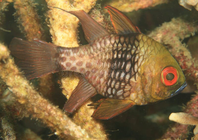 Cardinalfish De Pyjama - Nematoptera De Sphaeramia Photo stock - Image ...