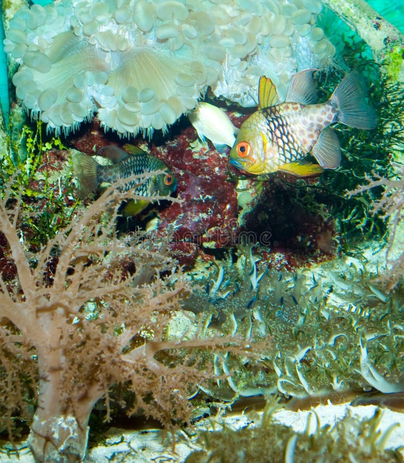 Poisson Cardinal image stock. Image du espèces, marin - 6570803