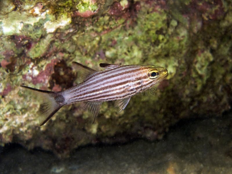Cardinal rayé noir image stock. Image du commun, animal - 10721785