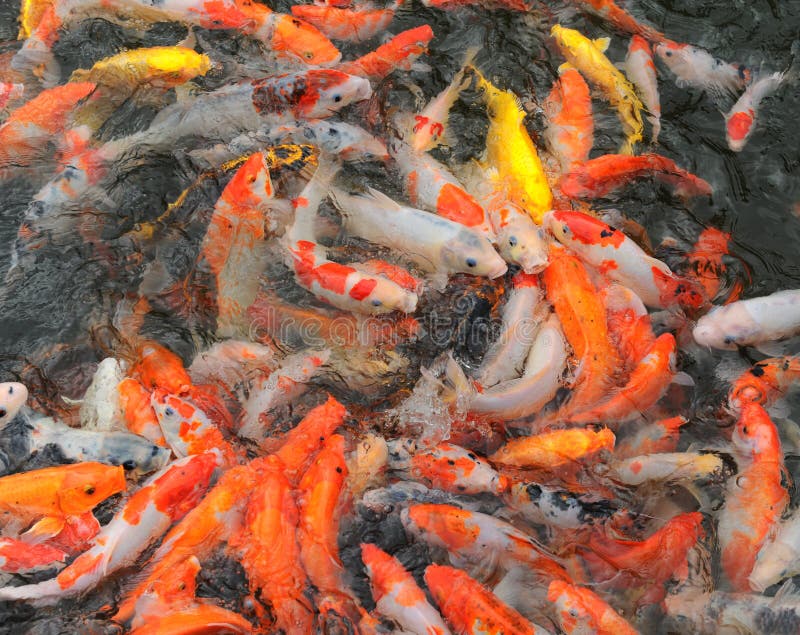 Poisson chinois photo stock. Image du ornemental, tension - 22340720