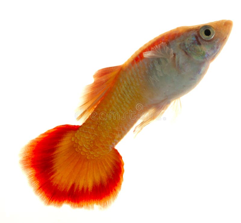 Poissons Colorés De Guppy Dans L'aquarium, Millions Des Barbade ...