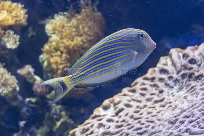 Poissons exotiques image stock. Image du raie, faune, sous - 5914693