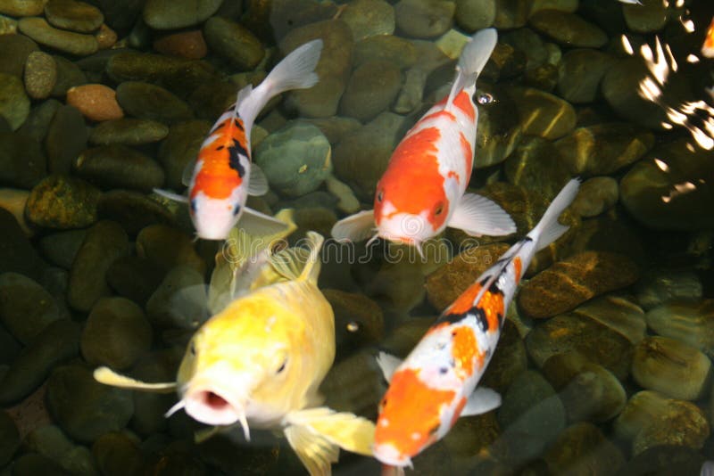 Poissons d'étang image stock. Image du caillou, poissons - 1057637