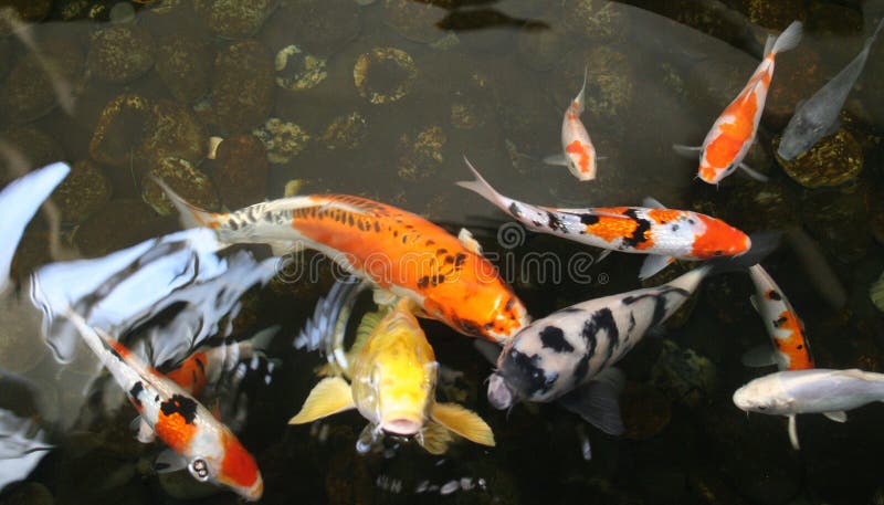 Poissons d'étang image stock. Image du caillou, étang - 1057681