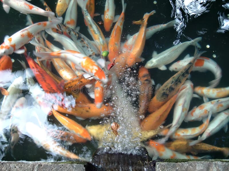 Poissons d'étang image stock. Image du poissons, japonais - 1029893