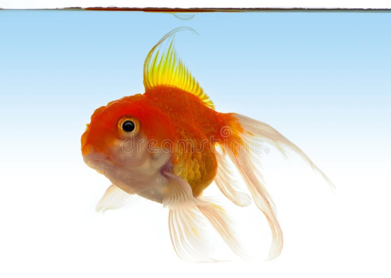 Poissons d'or photo stock. Image du poissons, mignon - 12657172