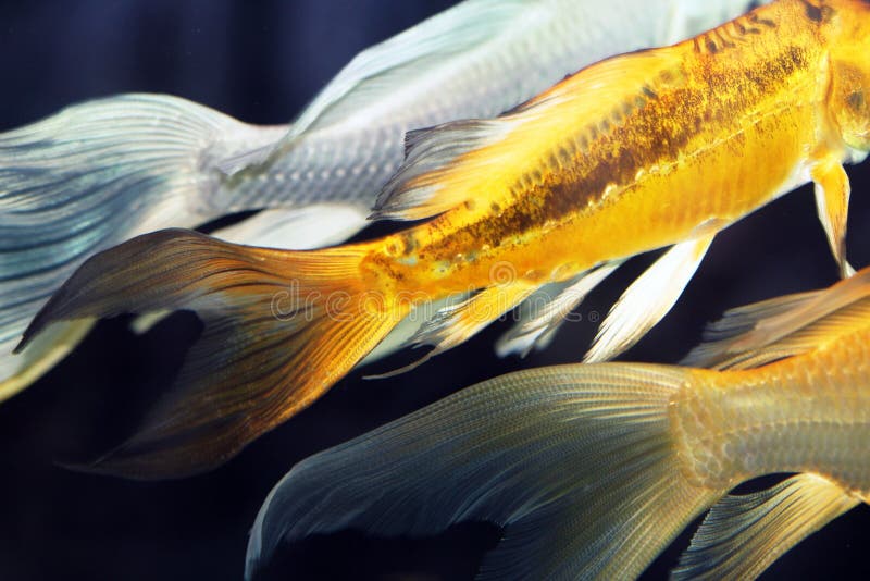 Poissons D'or Dans L'aquarium Rond Photo stock - Image du poissons ...