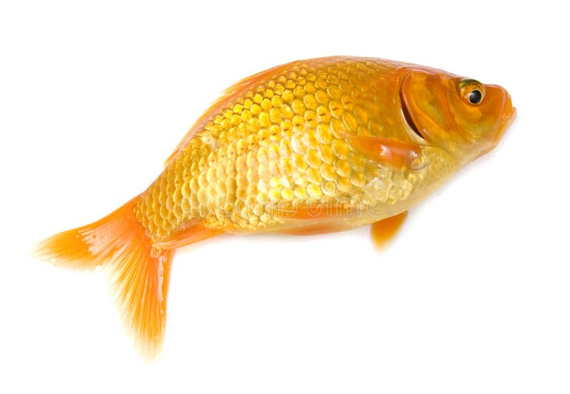 Poissons D'or Dans Une Petite Cuvette De Poissons Image stock - Image ...