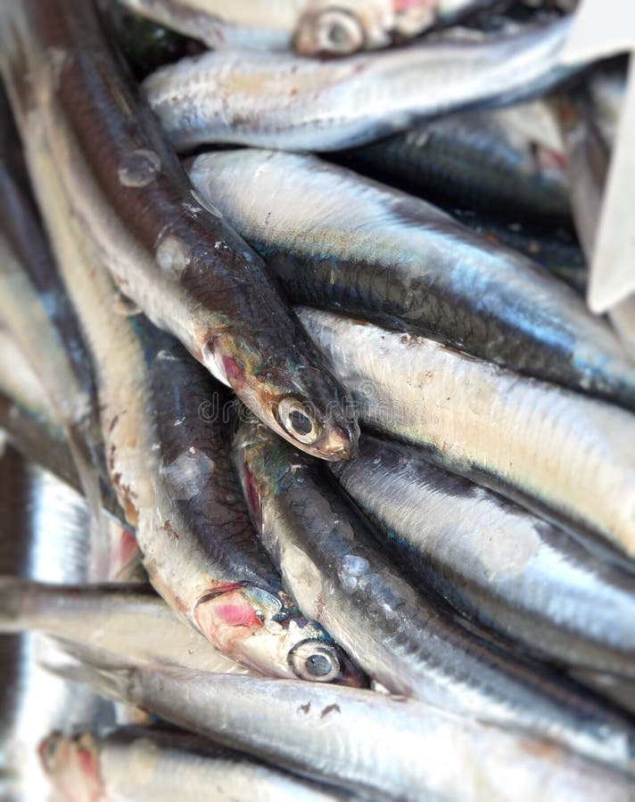 Poissons d'anchois image stock. Image du salé, argent - 13885343
