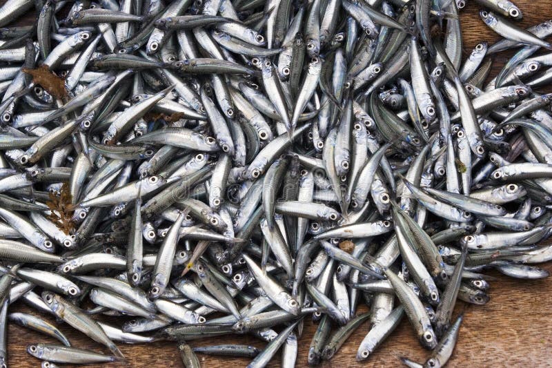 Poissons d'anchois image stock. Image du poison, rassemblement - 1525967