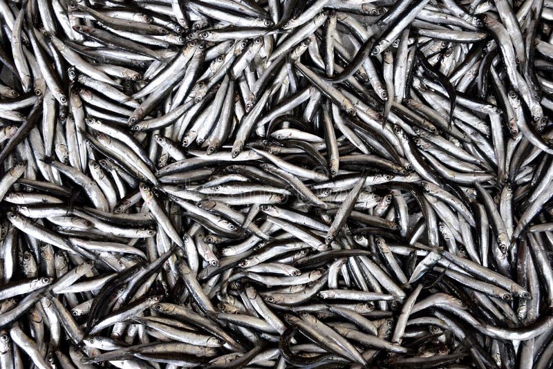Poissons d'anchois image stock. Image du pêche, abondance - 1525967