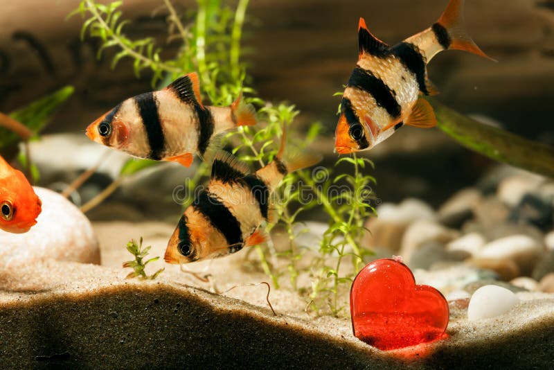 Poissons D'aquarium Avec Le Coeur Image stock - Image du sumatra ...