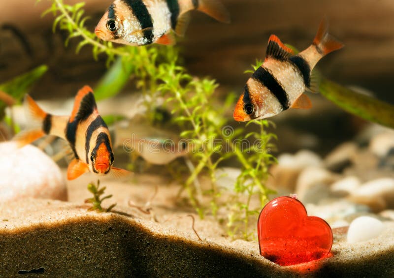 Poissons D'aquarium Avec Le Coeur Image stock - Image of ailette, blanc ...