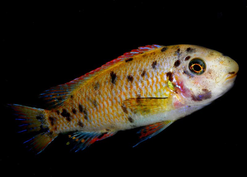 Poissons D Aquarium D Afrique Photos Stock - Téléchargez 3,752 Photos ...