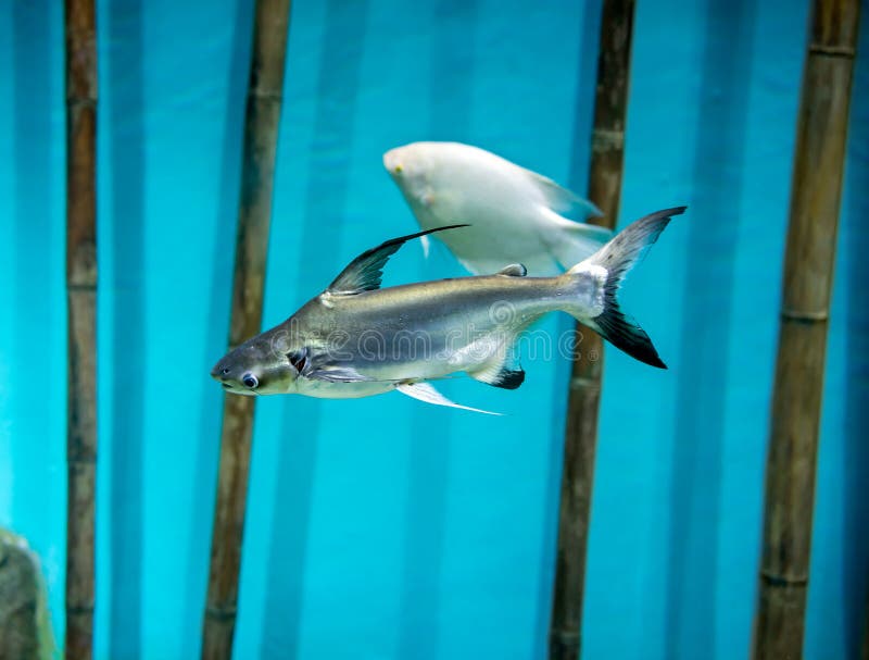 Poissons D'aquarium De Pangasius Image stock - Image of freshwater ...