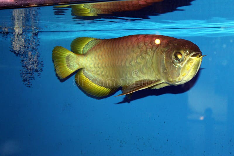 Poissons d'or d'arowana image stock. Image du arowana - 18206407