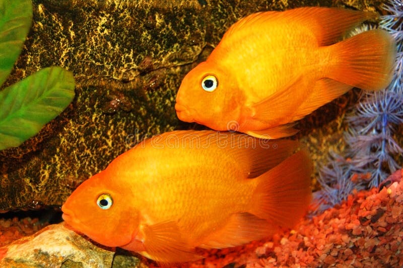 Poissons d'or d'aquarium image stock. Image du goldfish - 11280901