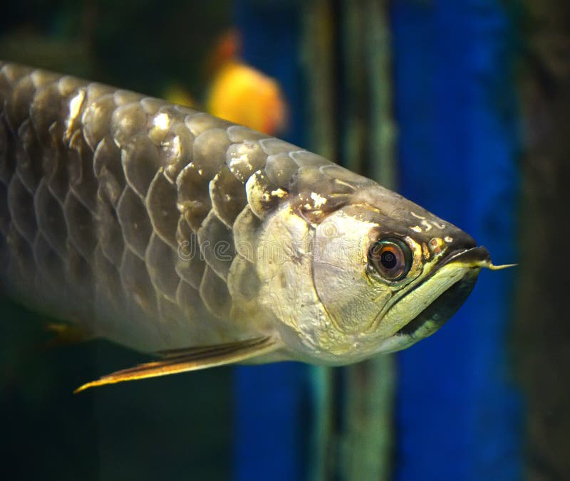 Poissons d'or d'arowana photo stock. Image du nature - 56960980